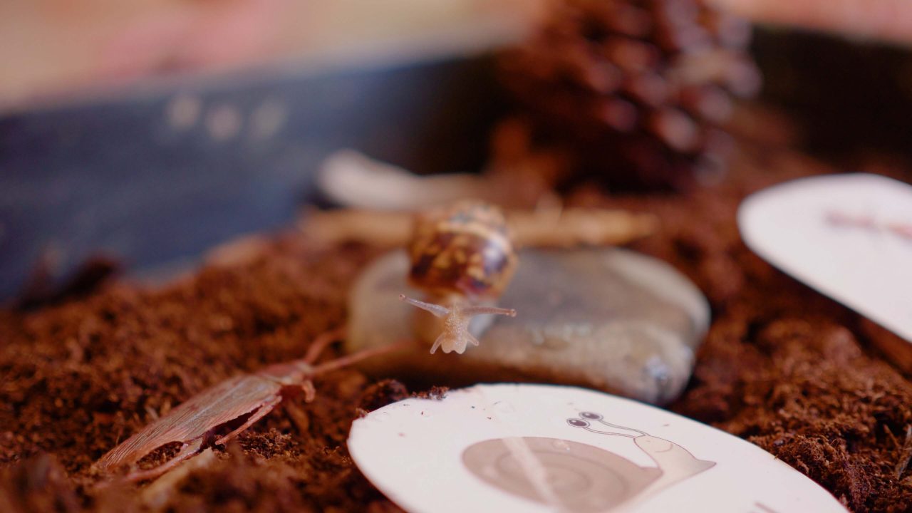 Daisy Fays Chiverton | Trusted Childcare in Cornwall UK